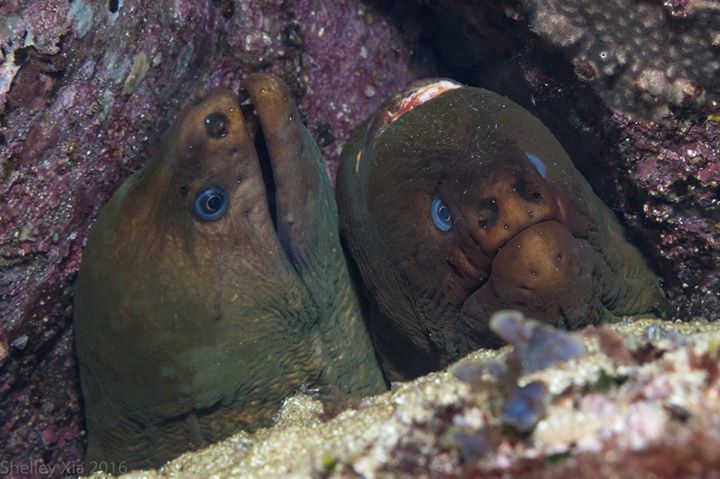 Australian Green Moray from manly on January 29, 2017 by Shelley Xia ...