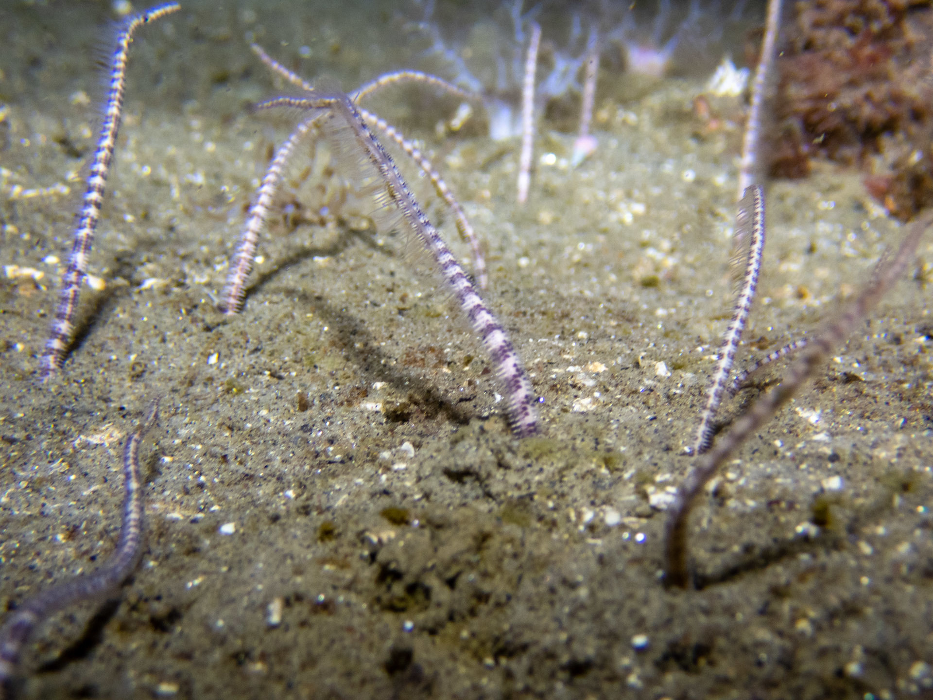 Amphiura Forbes, 1843