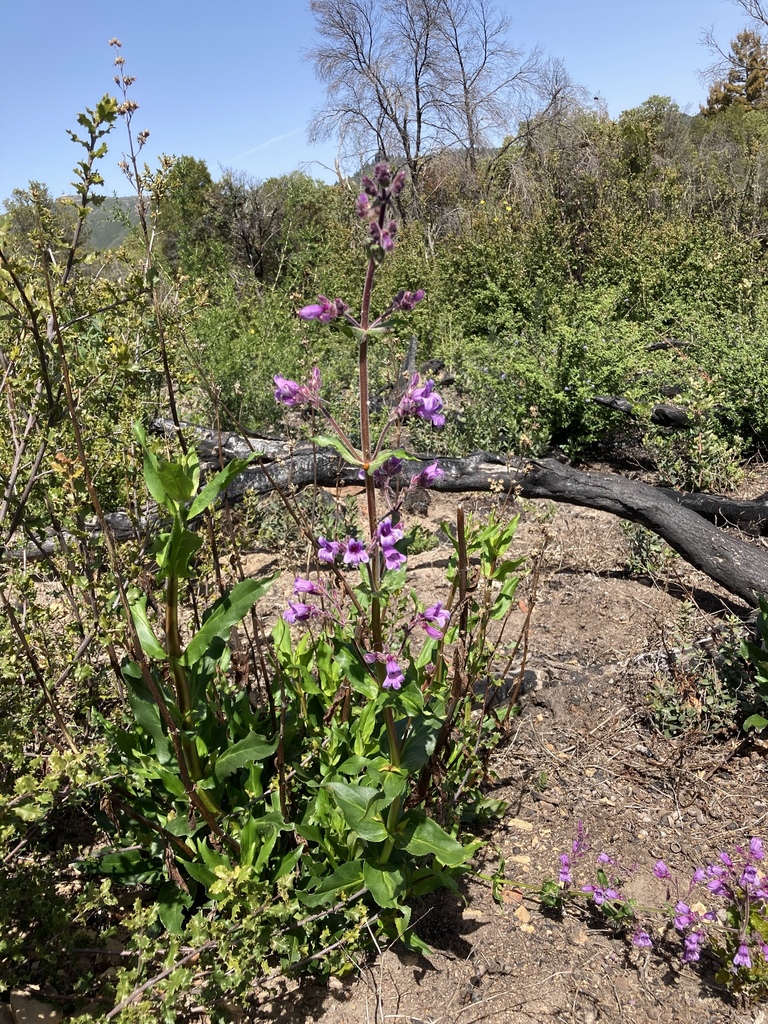 Rattan's Beardtongue (Penstemon rattanii) - Botanical Realm
