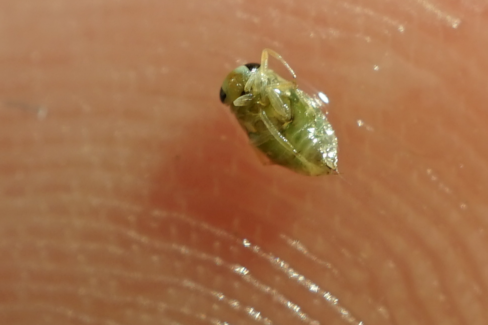 Micronecta Kirkaldy, 1897