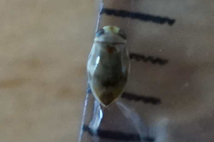 Micronecta Kirkaldy, 1897