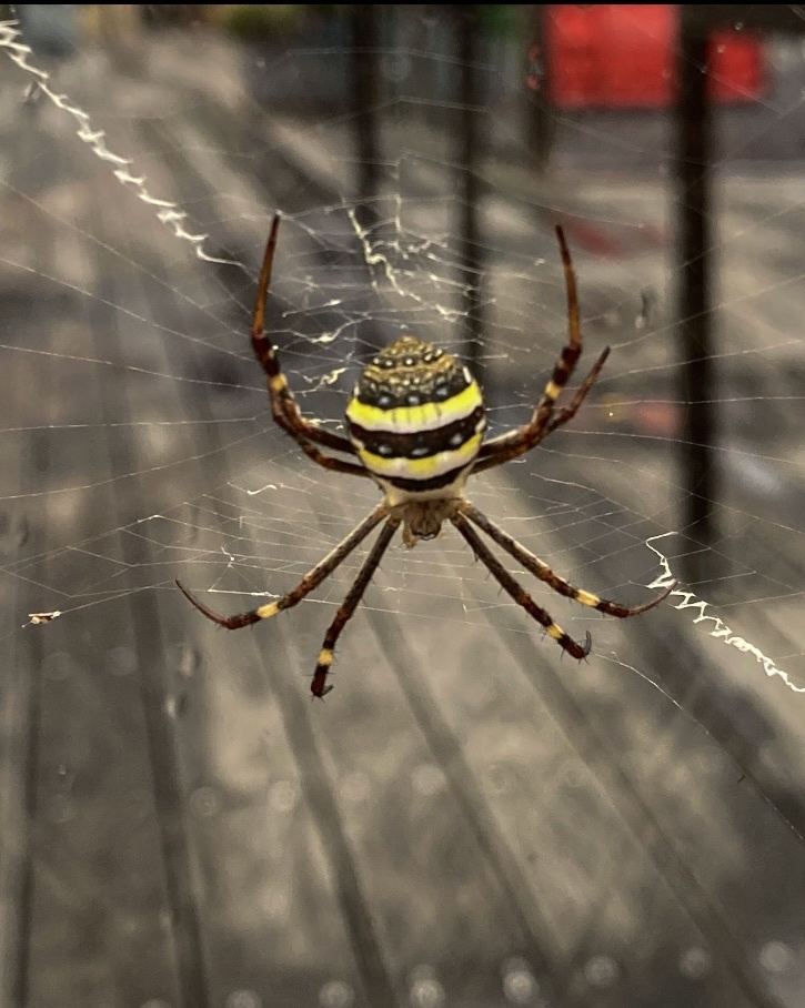 Saint Andrew's Cross Spider from Main St, Merimbula, NSW, AU on April ...