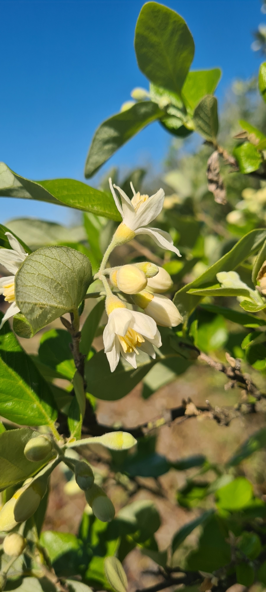 Styrax officinalis L.
