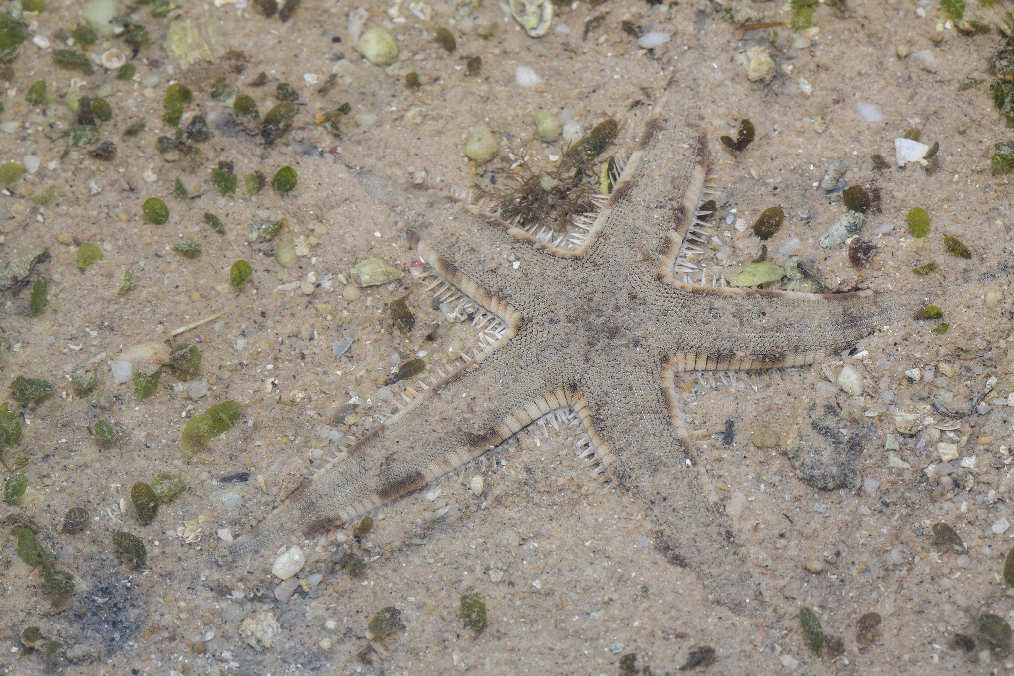 Archaster typicus Müller & Troschel, 1840