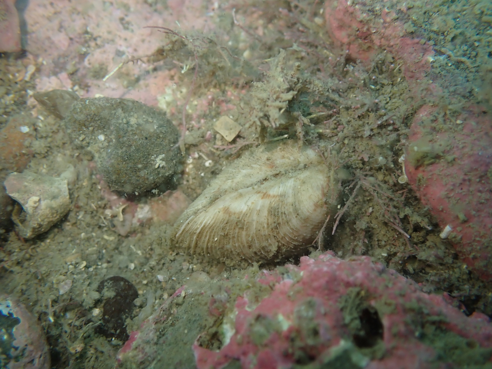 Dosina mactracea (Broderip, 1835)
