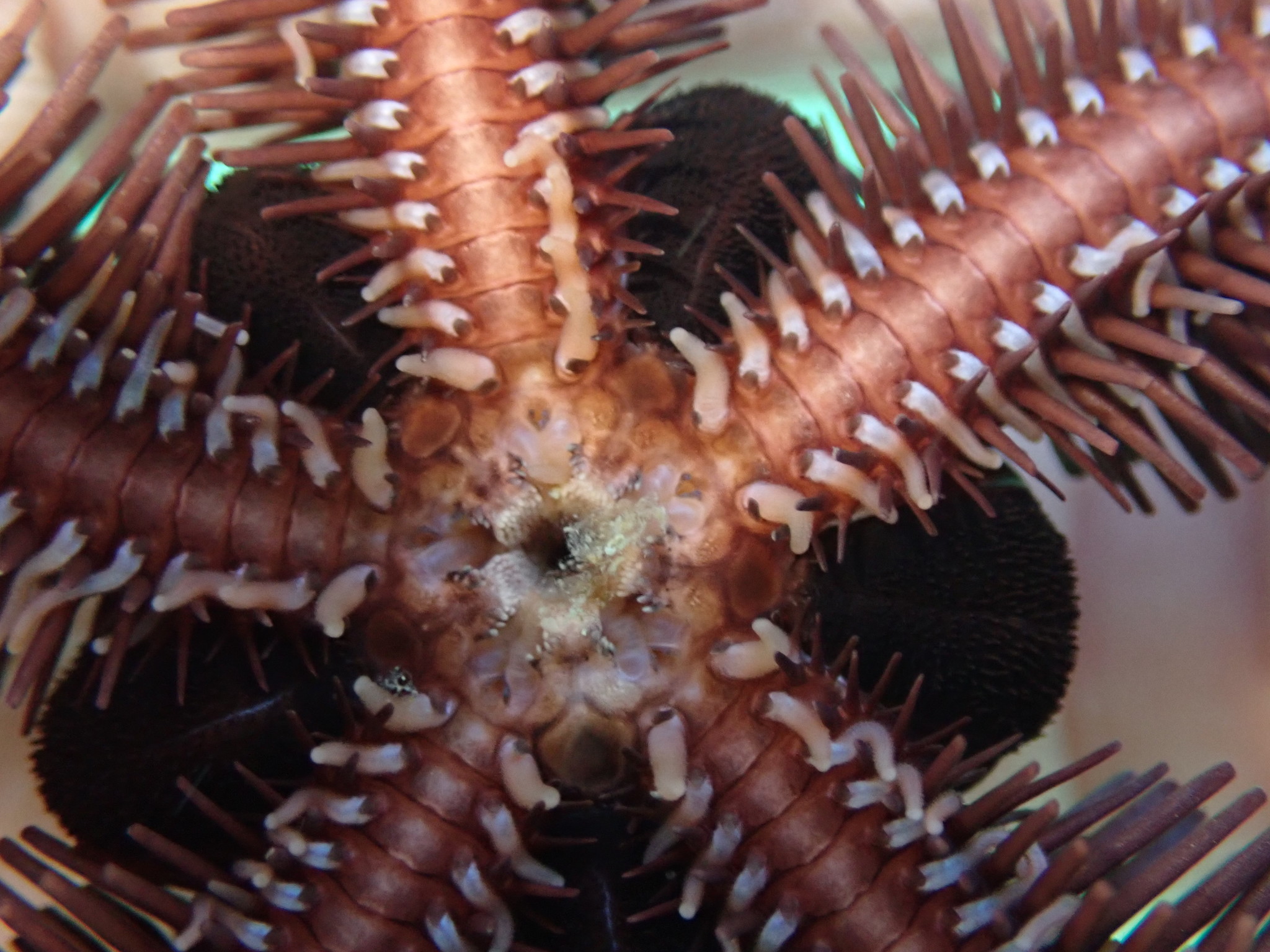 Ophiopteris antipodum E.A.Smith, 1877