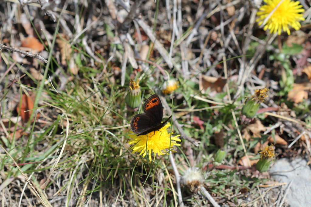 de Prunner's Ringlet from Province of Imperia, Italy on April 14, 2022 ...