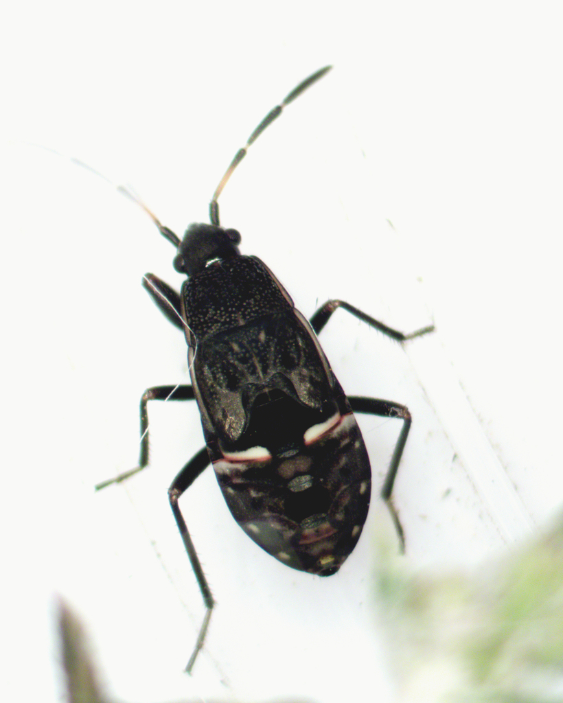 Seed Bugs and Allies from Gordon VIC 3345, Australia on February 23 ...