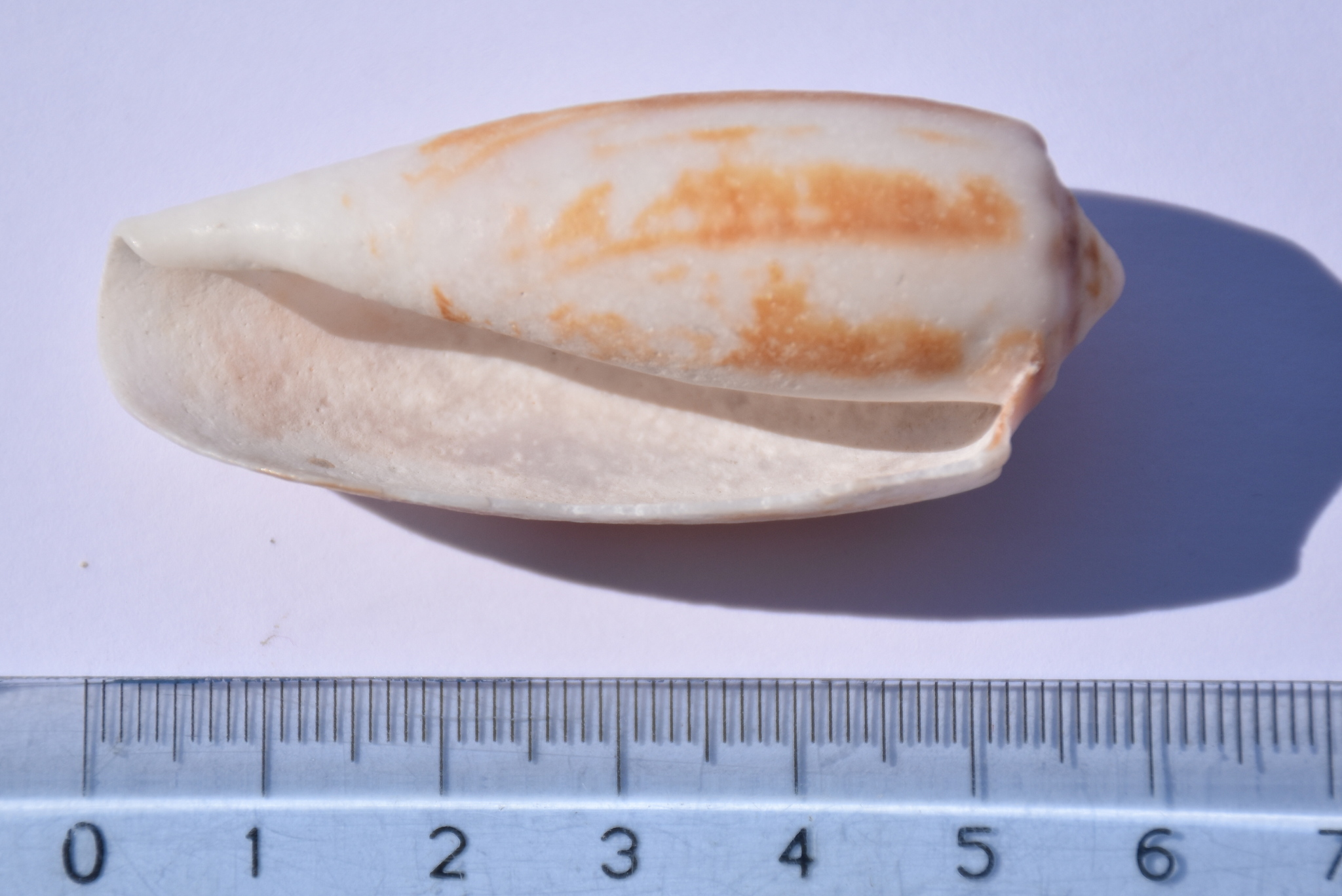 Conus geographus Linnaeus, 1758