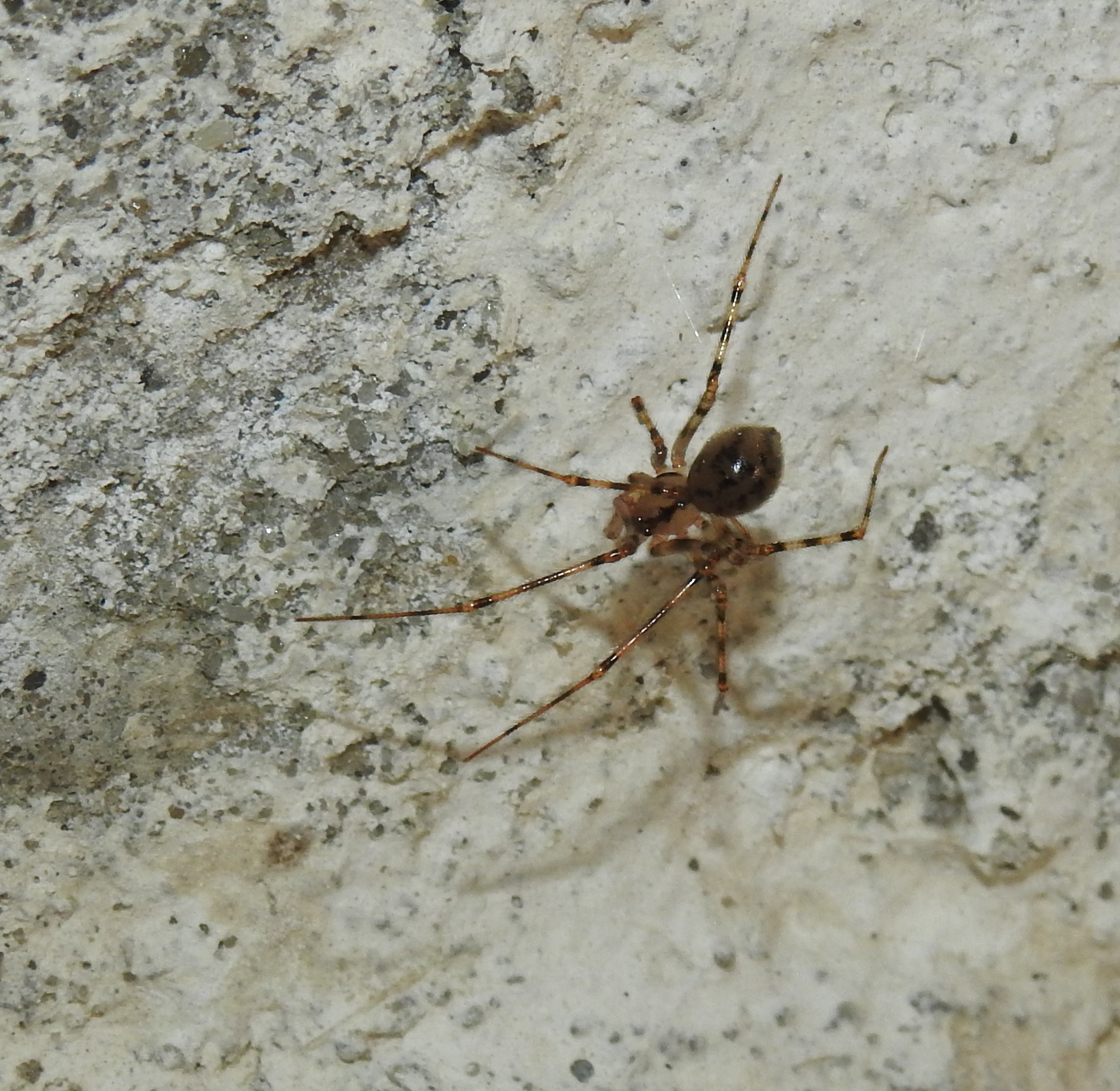 Nesticidae