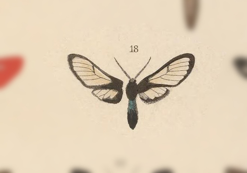 Dasysphinx leuce · iNaturalist