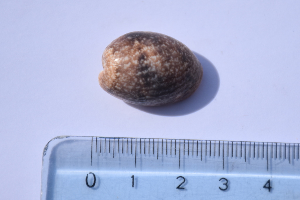 Bulla ampulla from Bali - Lombok, Indonesia on April 19, 2022 at 09:37 ...
