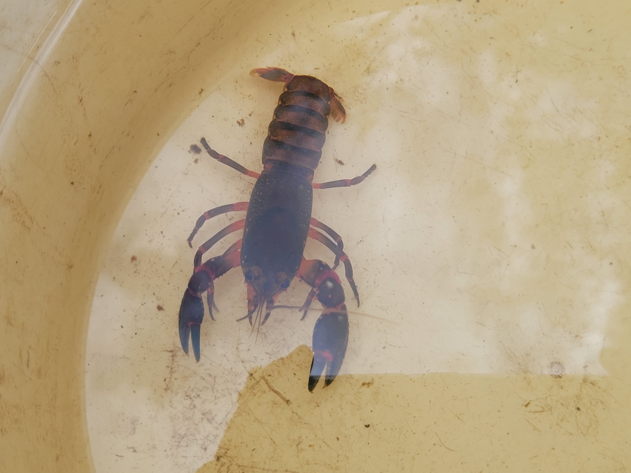 Euastacus spinifer (Heller, 1865)