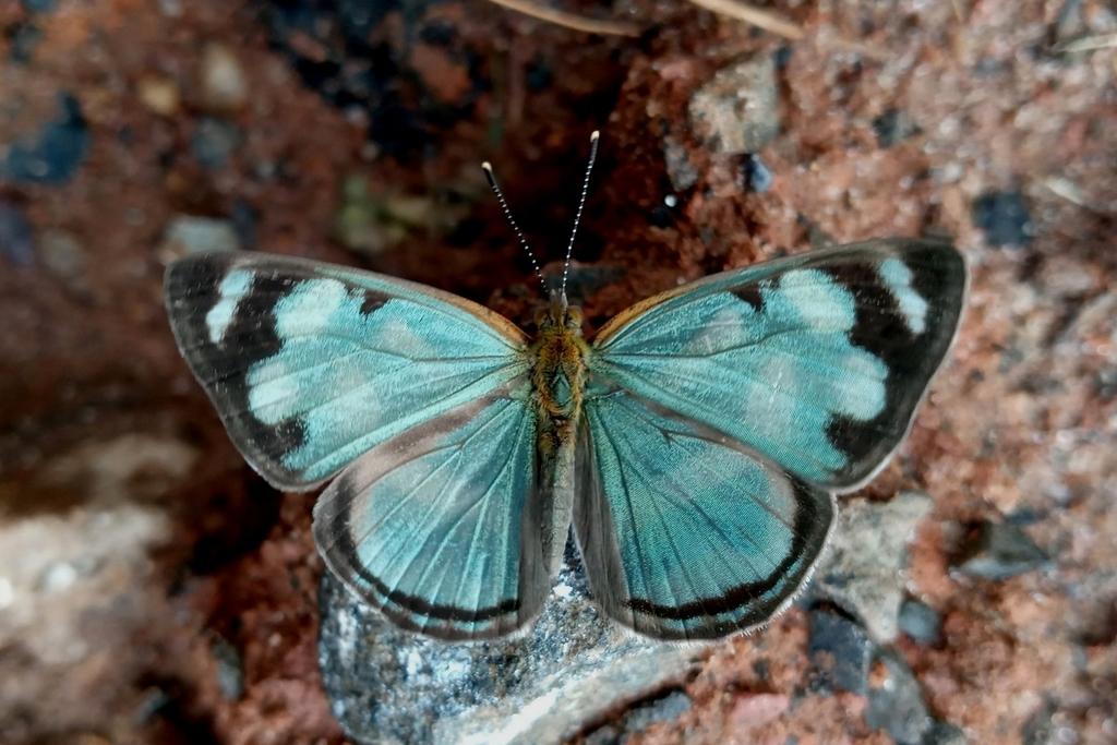 Dynamine artemisia (Borboletas de Rio Claro, SP/Butterflies of Rio ...