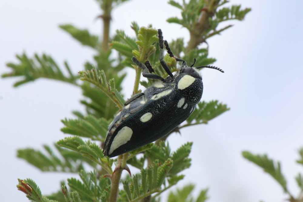Giant Jewel Beetle from Casketts Farm, Hoedspruit, South Africa on ...