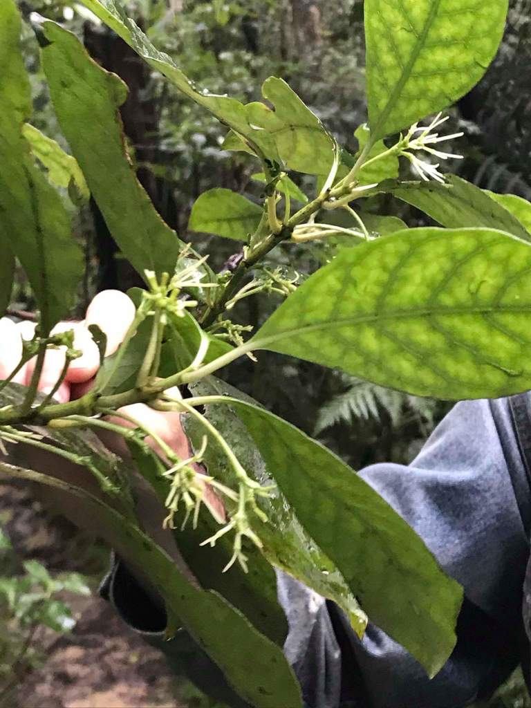 Kanono from Auckland, NZ on May 23, 2018 by ashleighh · iNaturalist