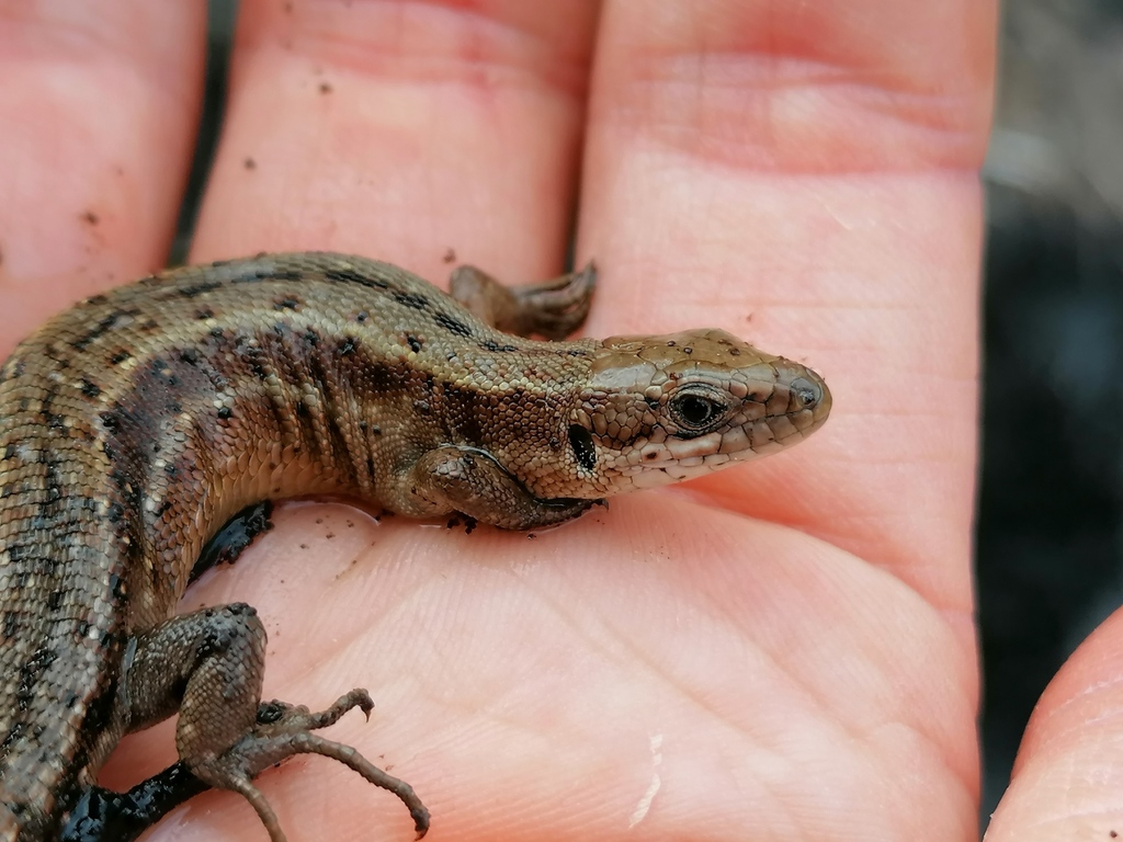 Viviparous Lizard in April 2022 by Butor and Gogol · iNaturalist
