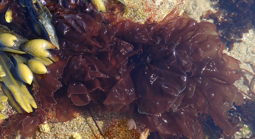 Purple Laver from Georgetown, ME, USA on April 18, 2022 at 08:37 AM by ...