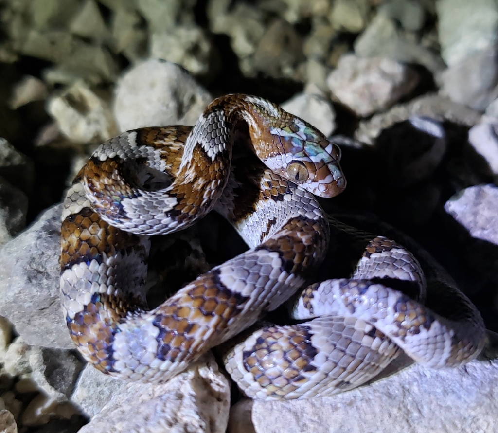 Sonoran Lyre Snake in April 2022 by Vikki Jackson · iNaturalist