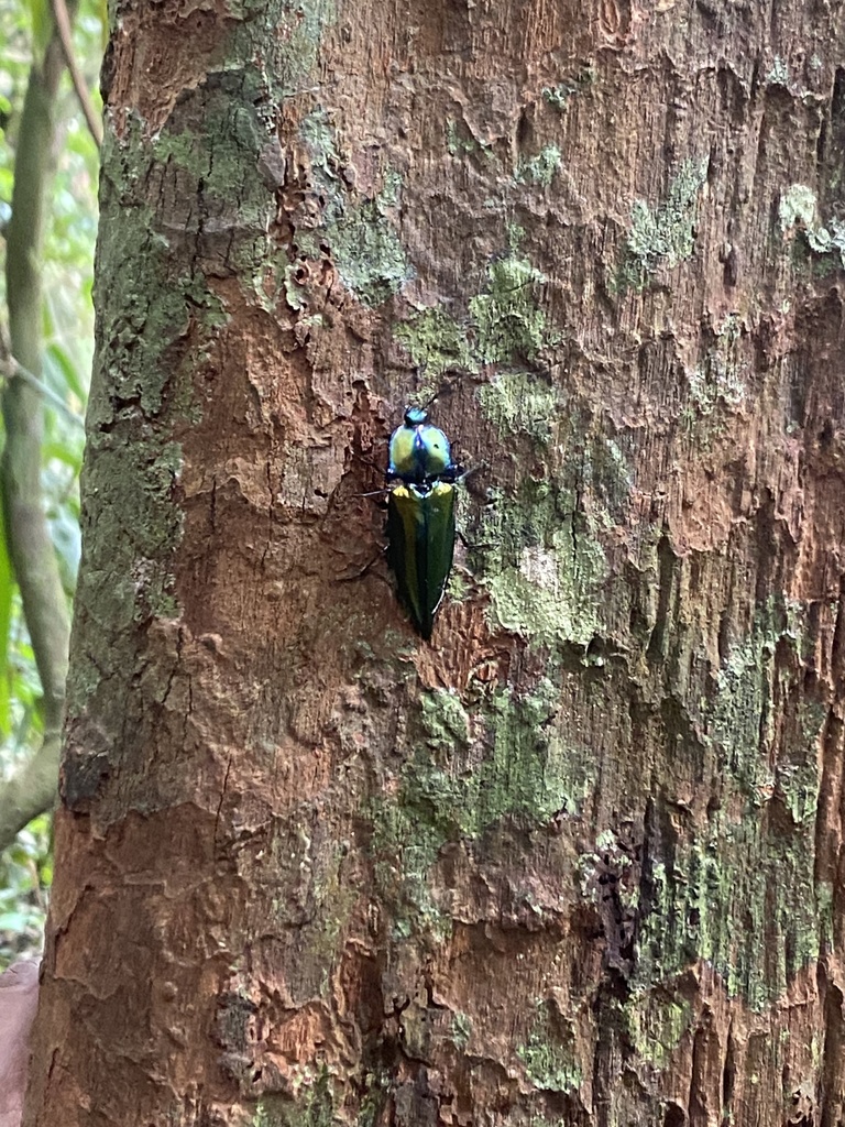 Campsosternus auratus from Sinharaja Forest Reserve, Southern Province ...
