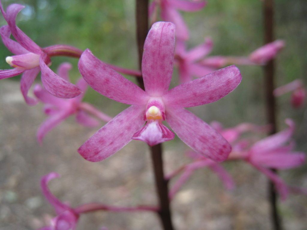 Rosy Hyacinth Orchid (Anglesea flora and fauna) · iNaturalist