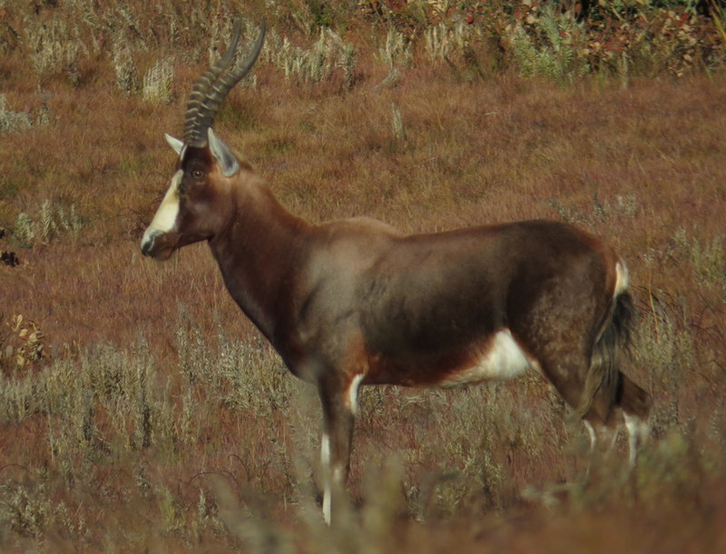 Blesbok (Damaliscus pygargus phillipsi) - Know Your Mammals