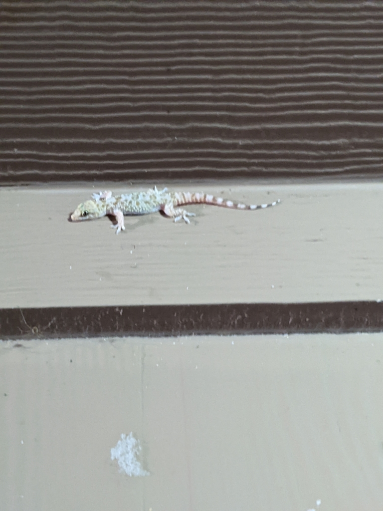 Mediterranean House Gecko from Smithville, TX 78957, USA on April 16 ...