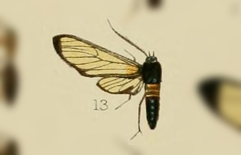 Sarosa klagesi · iNaturalist