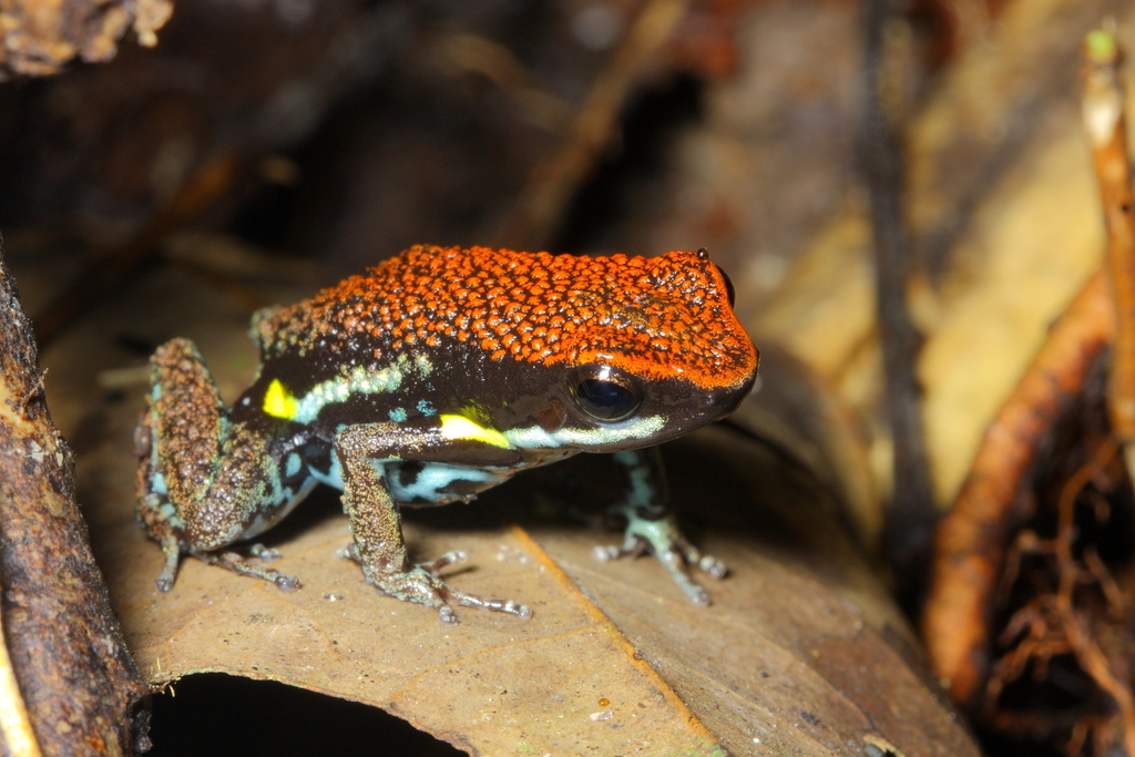 Ecuador Poison Frog from Tiputini Biodiversity Station, Orellana ...