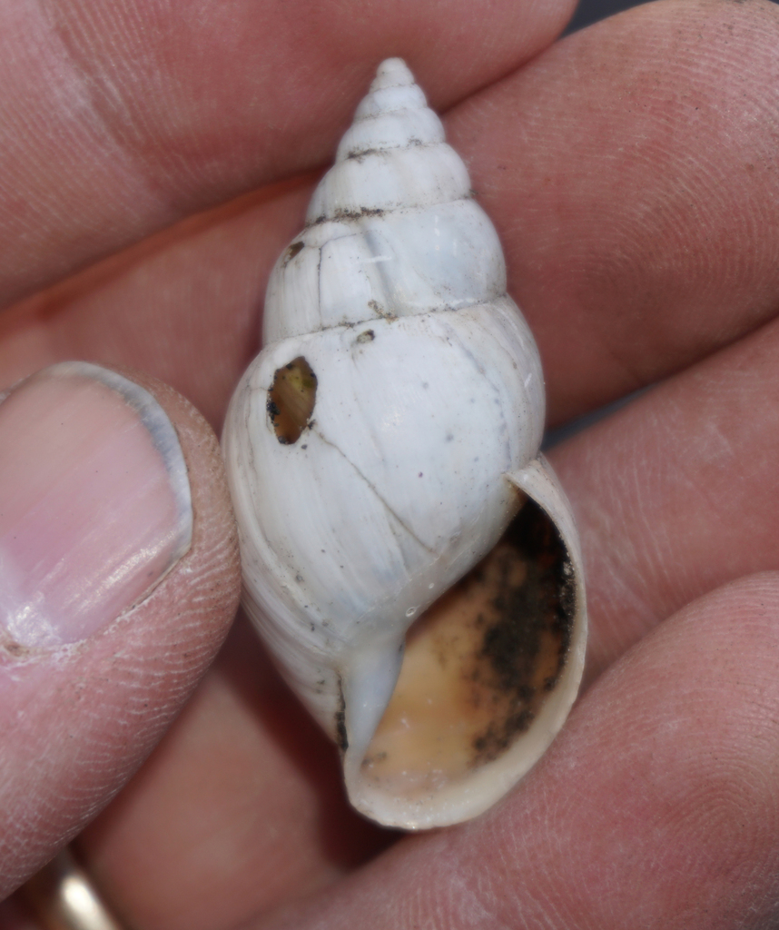 Rabdotus schiedeanus from Val Verde County, TX, USA on January 12, 2018 ...