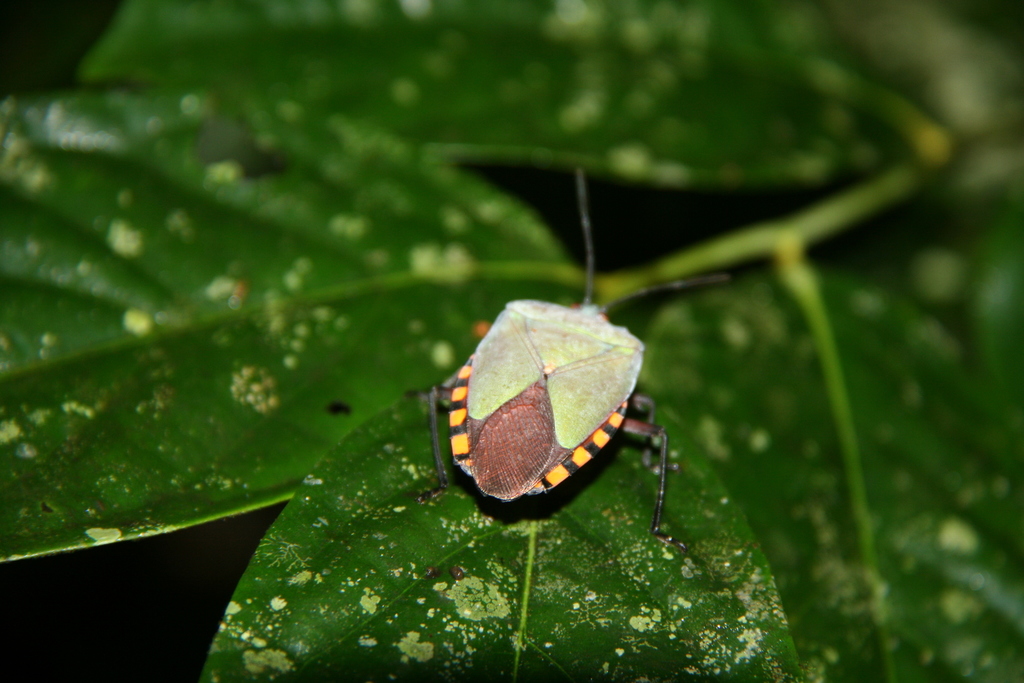 Giant Shield Bug from Gunung Mulu National Park, Sarawak, Malaysia on ...