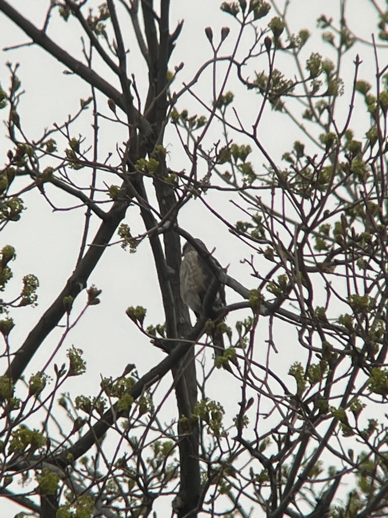 Sharp-shinned Hawk from Cypress Ave, Salt Lake City, UT, US on April 19 ...