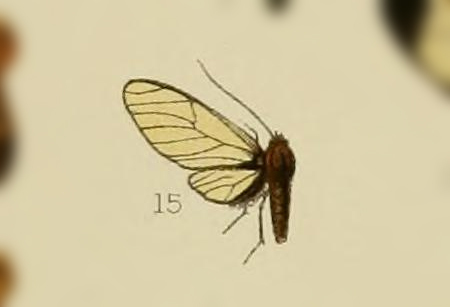 Dasysphinx boettgeri · iNaturalist