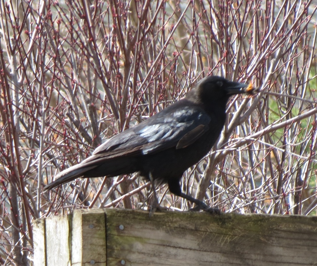 American Crow from Rockford, IL, USA on April 19, 2022 at 11:02 AM by ...