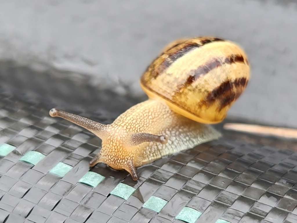 Garden Snail from Lincoln County, US-OR, US on April 10, 2022 at 12:30 ...