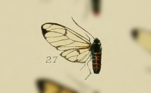 Dasysphinx pilosa · iNaturalist