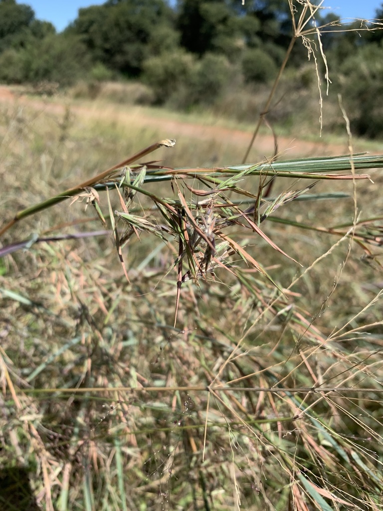 Andropogoneae from National Botanical Garden, Pretoria, GP, ZA on April ...