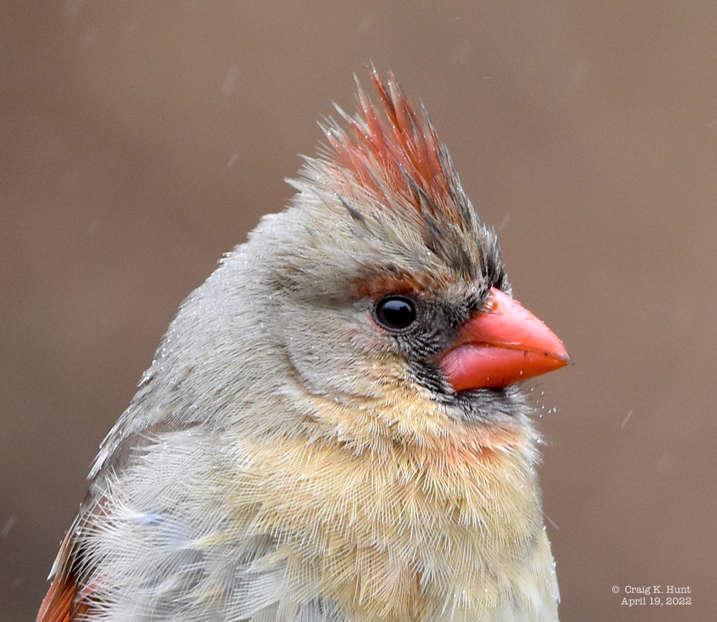 Northern Cardinal (Casa Tortuga) · iNaturalist