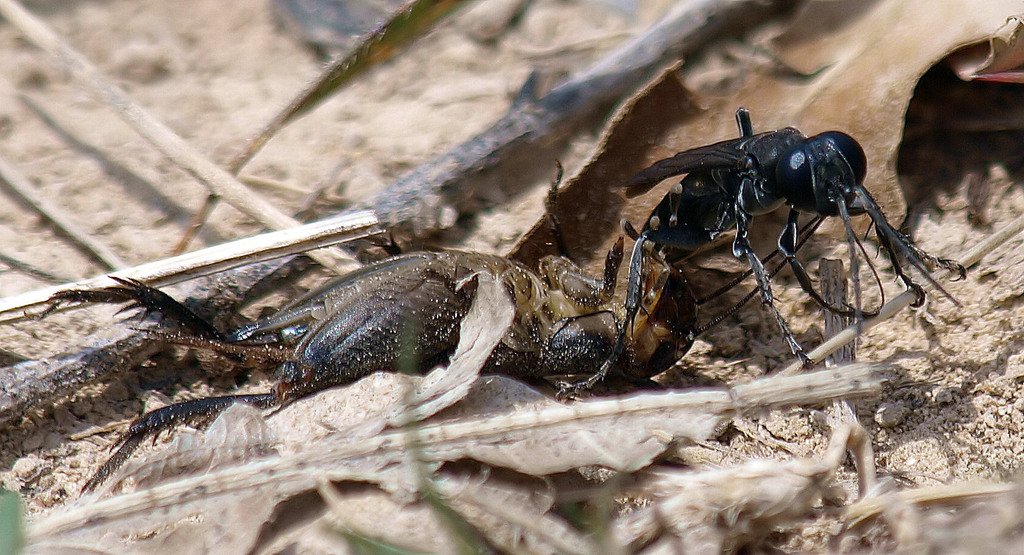 Liris from Dallas, TX, USA Winfrey on April 23, 2019 at 11:55 AM by ...