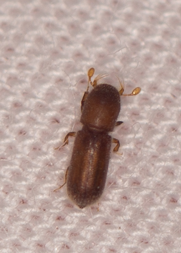 Micracis swainei · iNaturalist