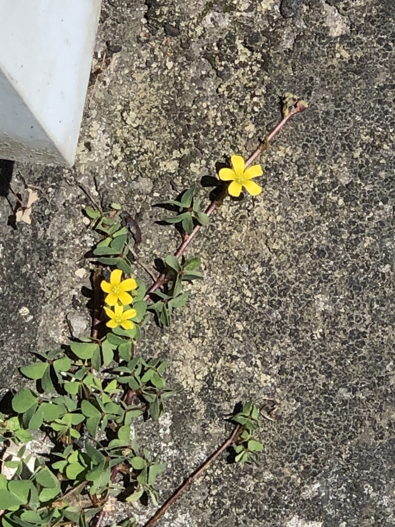 Creeping Woodsorrel from Nevis, Saint Kitts and Nevis, KN on April 19 ...