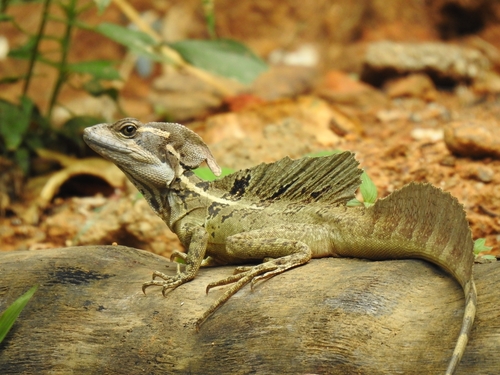 Toloque centroamericano (Reptiles y Anfibios del Departamento de ...