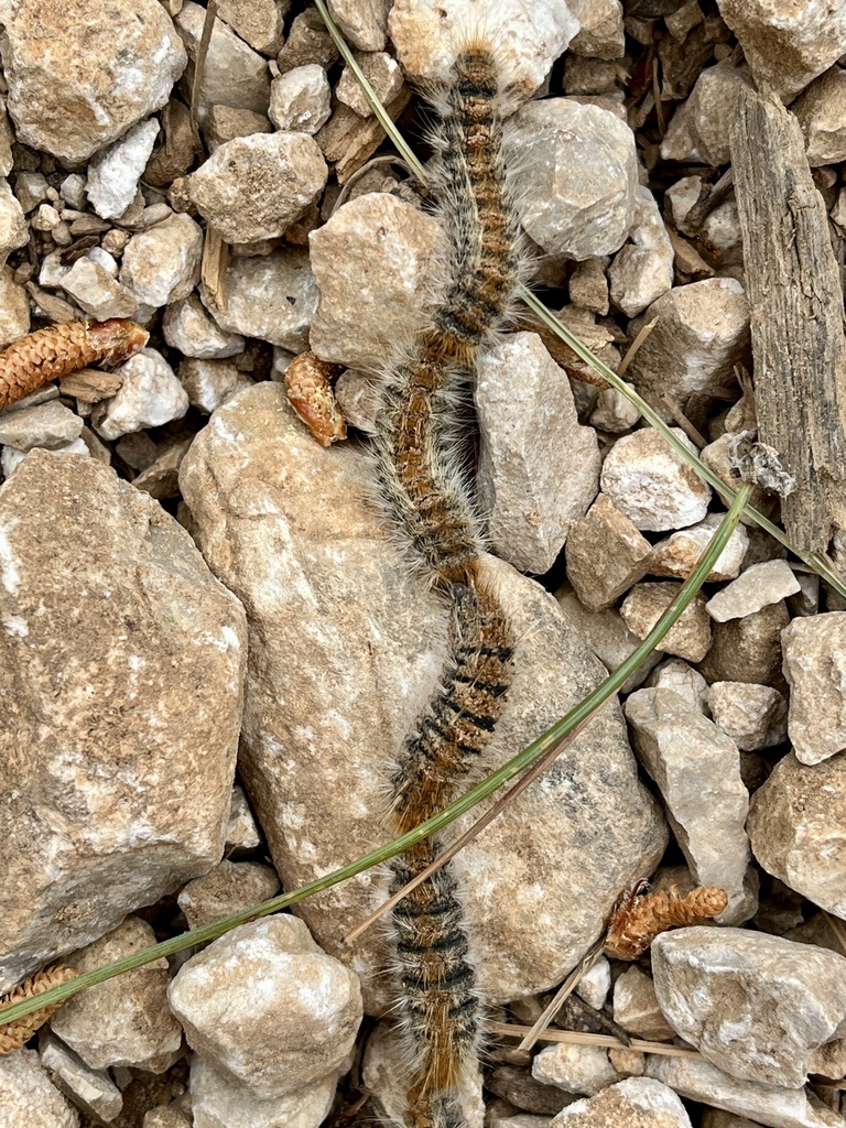 Cyprus Processionary Moth from Arapsuyu, Konyaaltı, Antalya, TR on ...