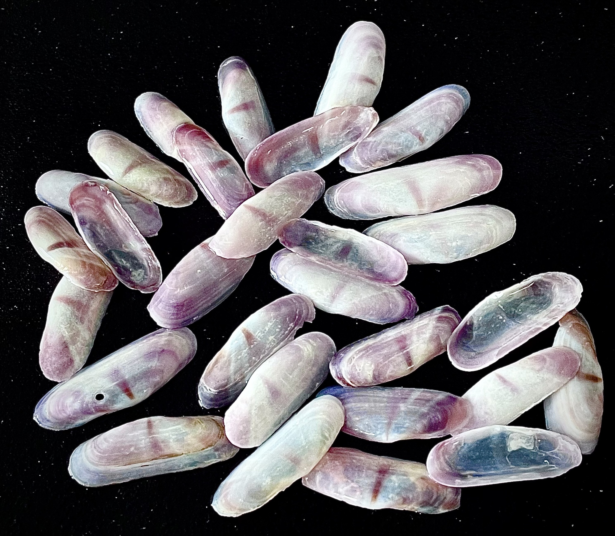 Tagelus divisus (Spengler, 1794)