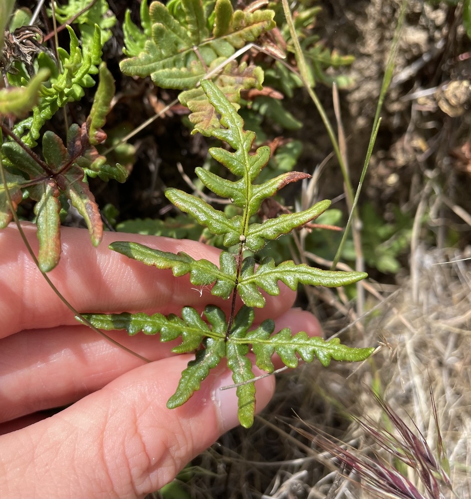 Sticky goldback fern from Bommer Canyon Open Space, Irvine, CA, US on ...