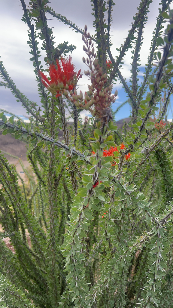 ocotillo in April 2022 by Wyowild · iNaturalist