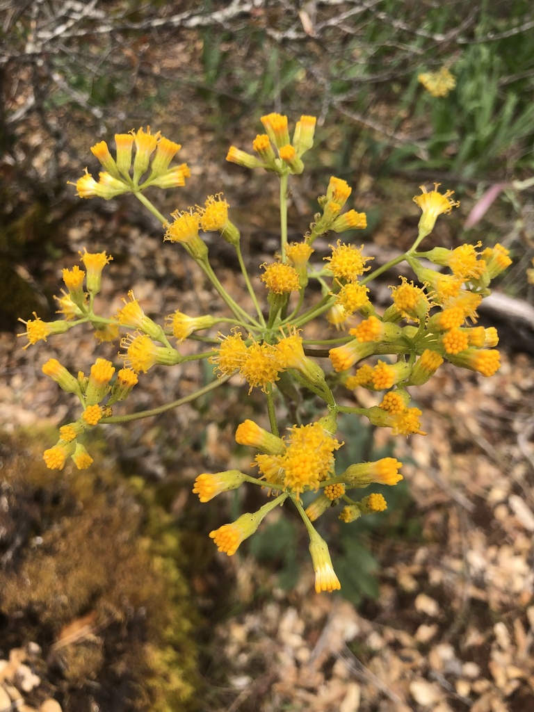rayless ragwort from Sunny Hill Rd, Rescue, CA, US on April 19, 2022 at ...