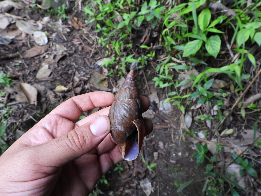 wolf snails from Yarumal, Antioquia, Colombia on April 14, 2022 at 04: ...