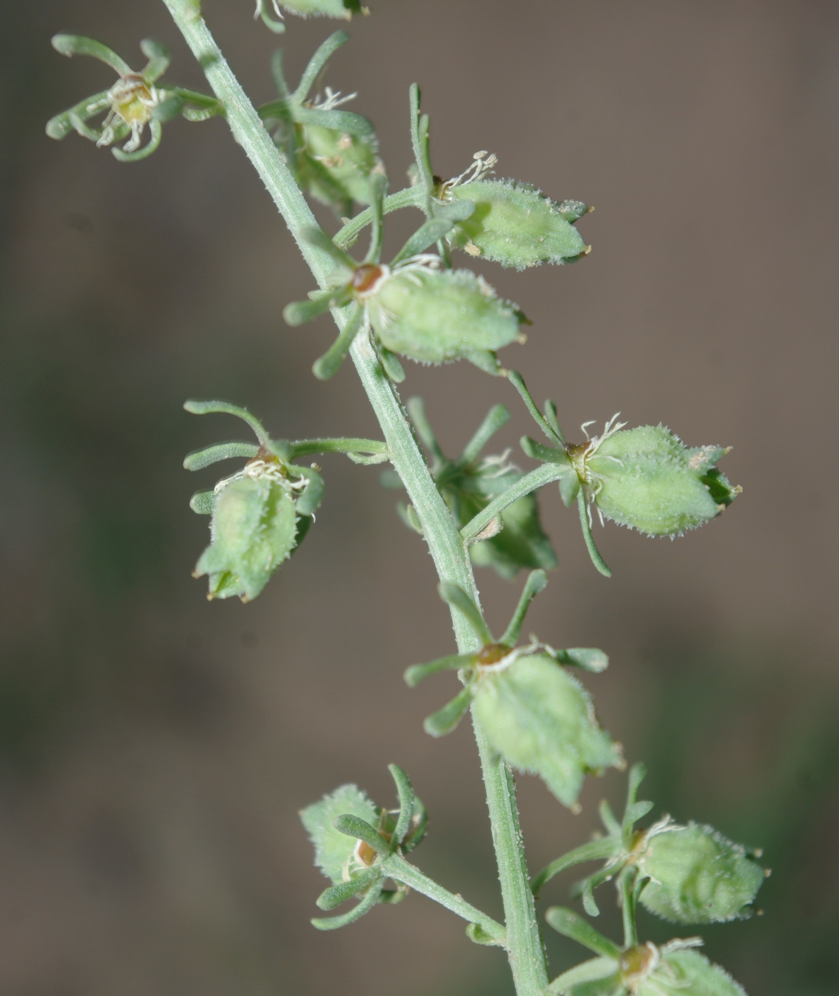 Reseda arabica Boiss.