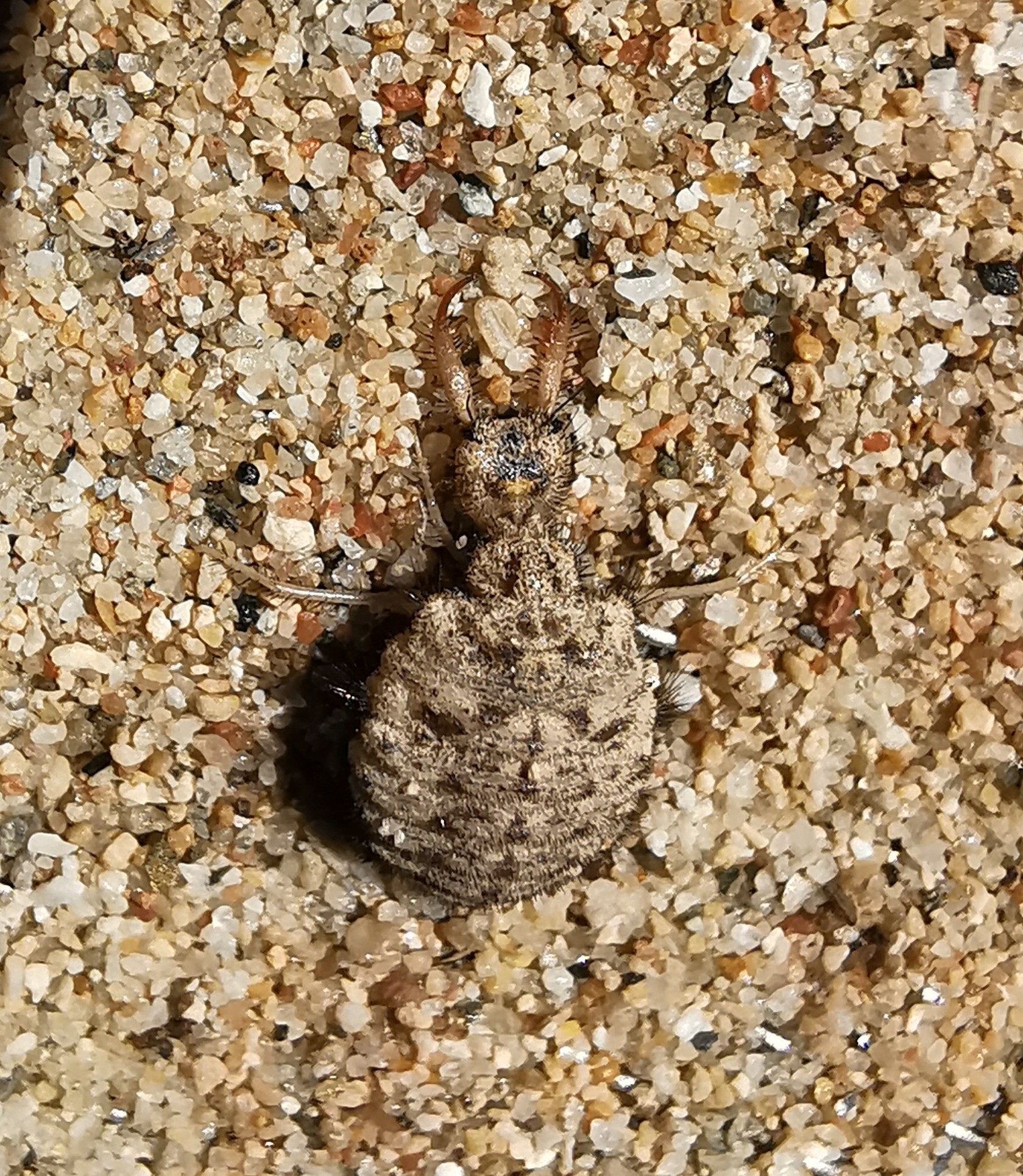 Myrmeleon inconspicuus Rambur, 1842